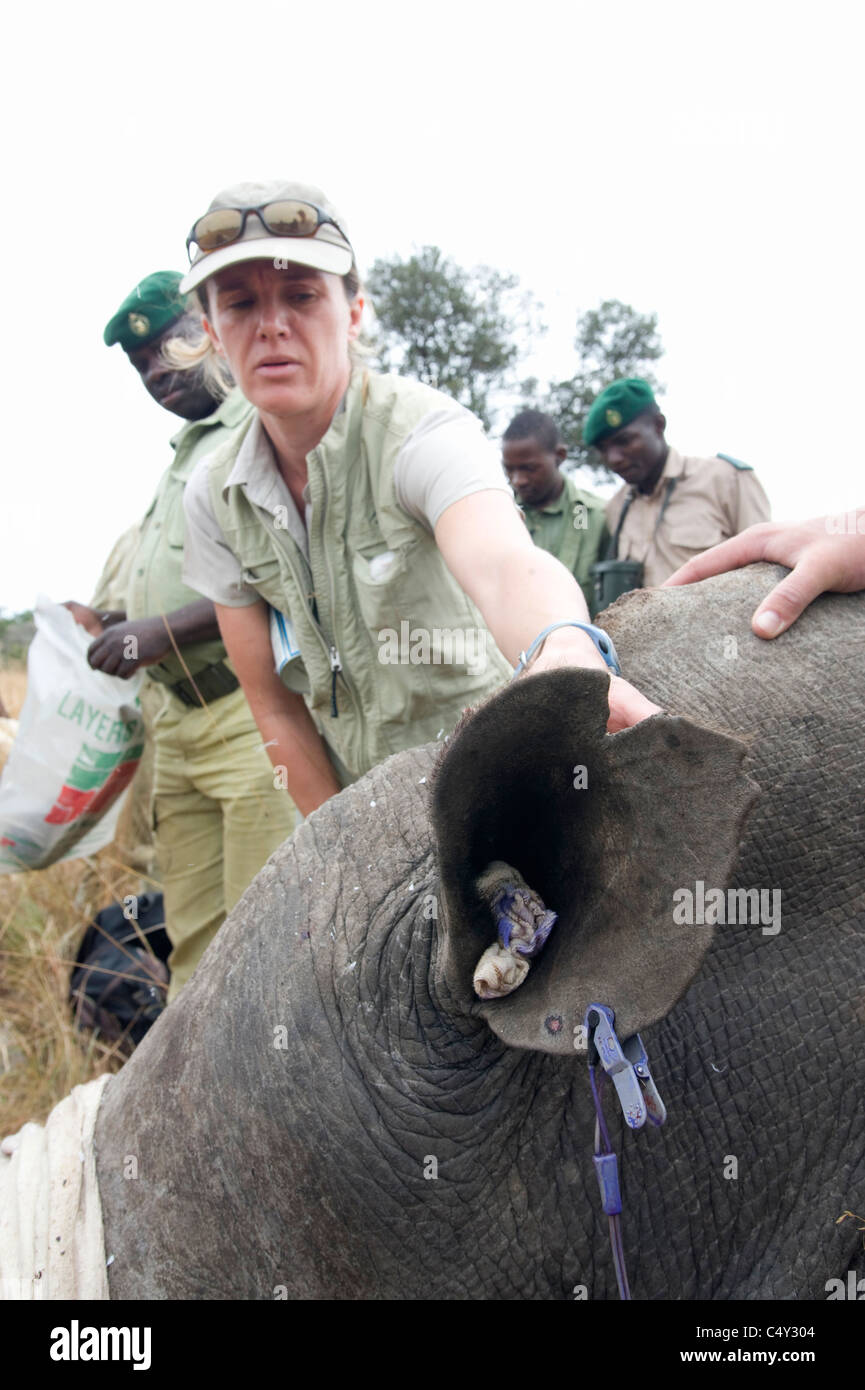 Veterinarians Vets African Vets operating operation wild animal ...