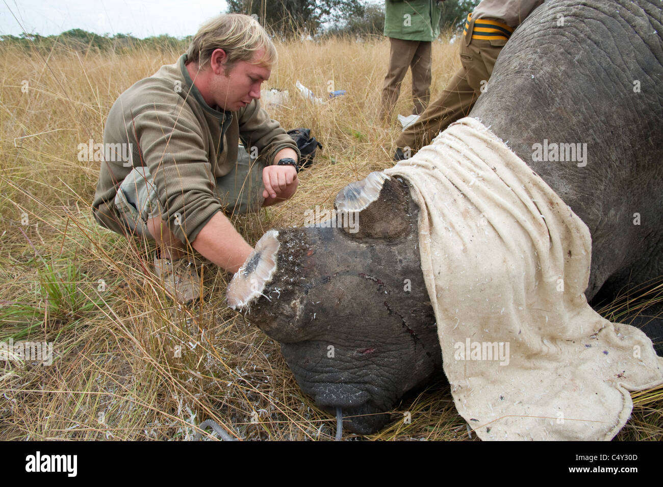 Veterinarians Vets African Vets operating operation wild animal ...