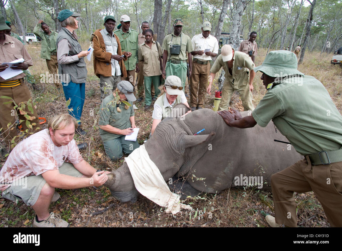 Veterinarians Vets African Vets operating operation wild animal ...
