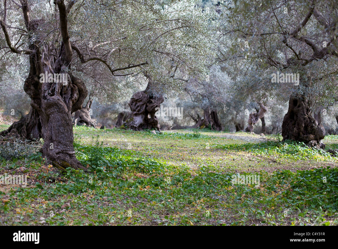 Olive Grove on mountainside, Majorca, Spain, Iberia, Island Stock Photo ...