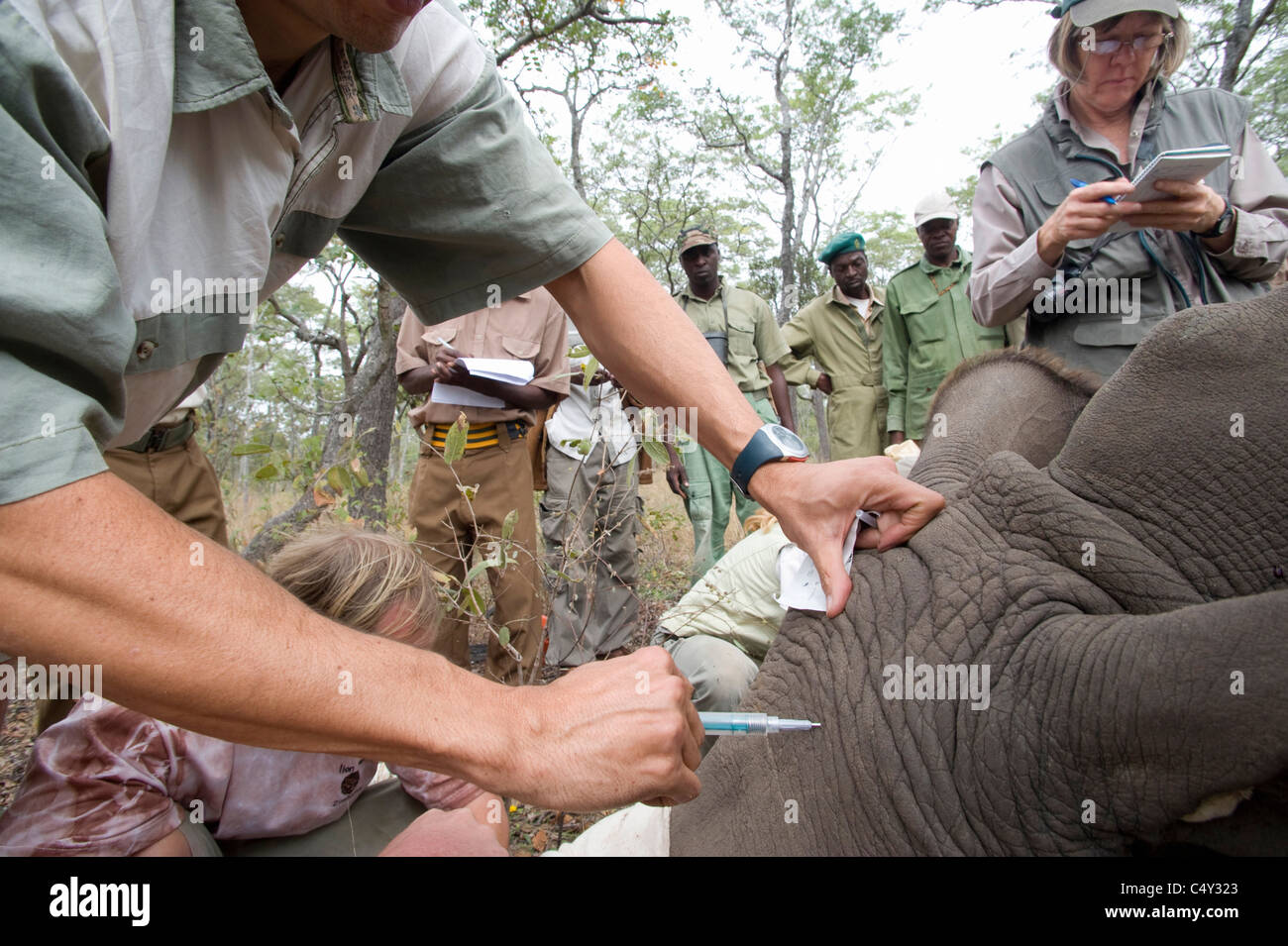 Veterinarians Vets African Vets operating operation wild animal ...