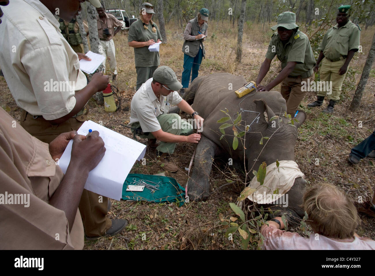 Veterinarians Vets African Vets operating operation wild animal ...