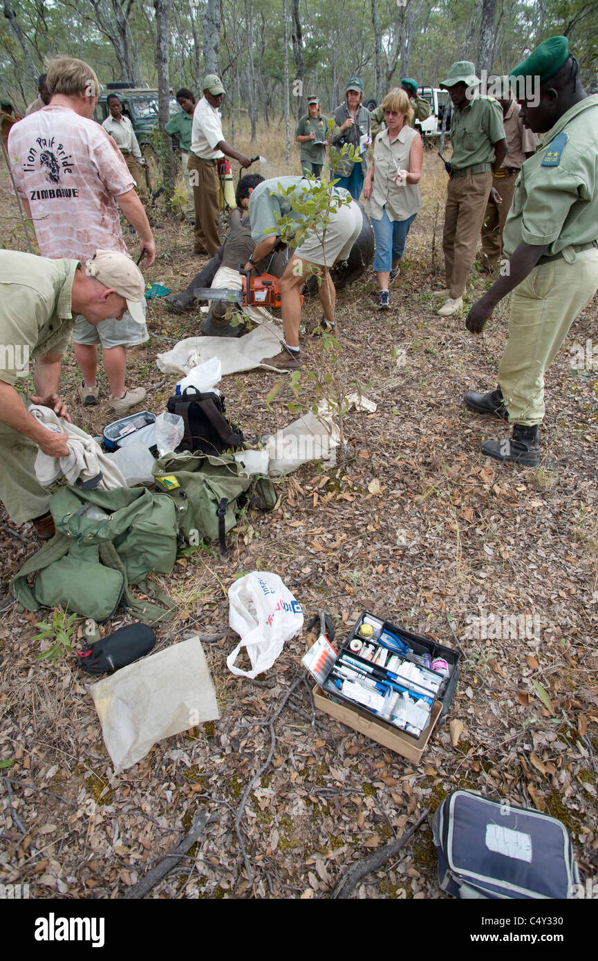 Veterinarians Vets African Vets operating operation wild animal ...