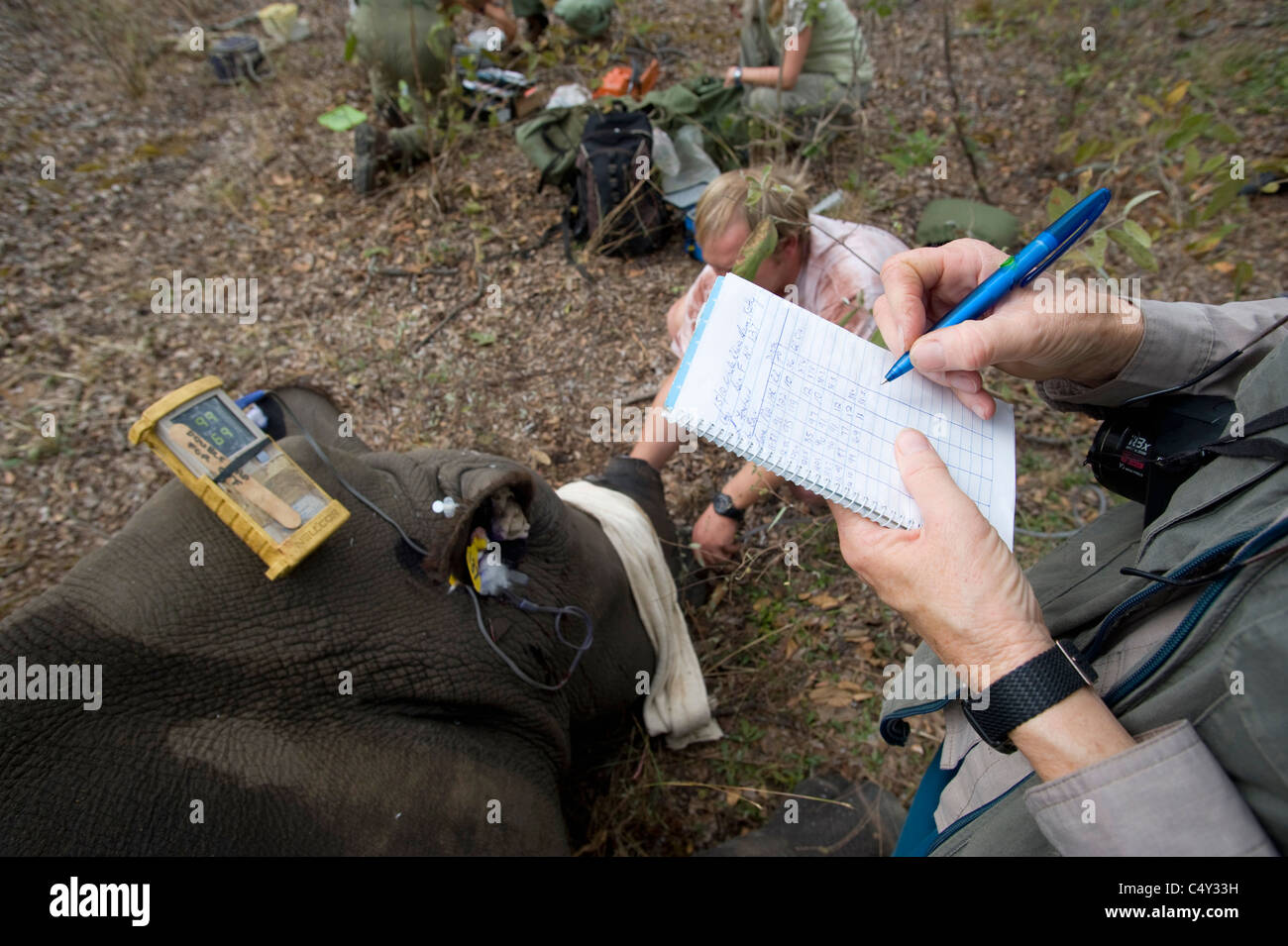 Veterinarians Vets African Vets operating operation wild animal ...