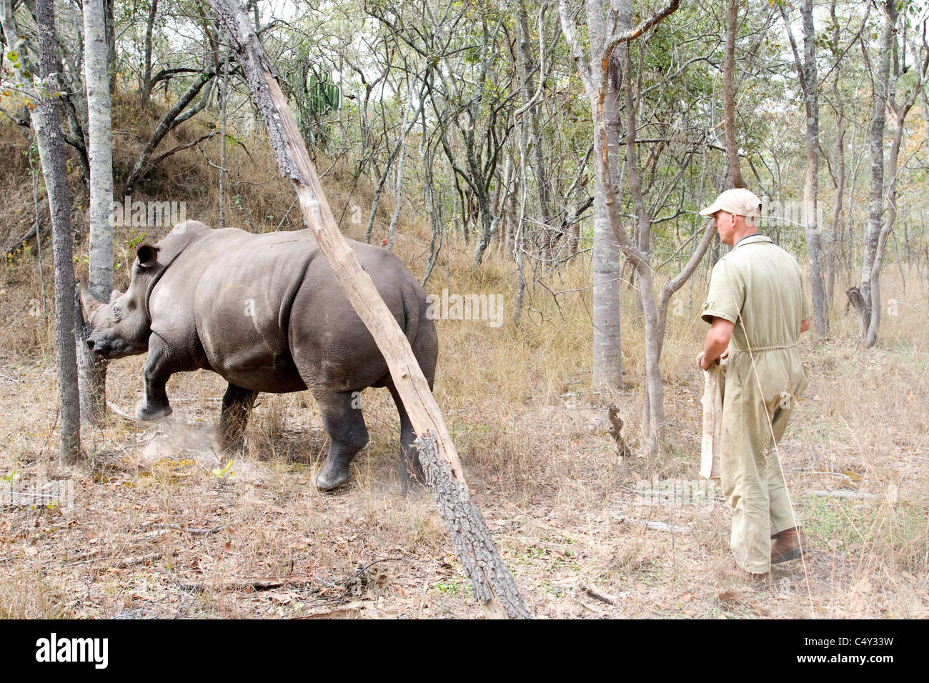 Veterinarians Vets African Vets operating operation wild animal ...