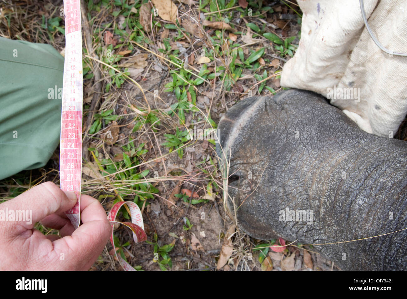 Veterinarians Vets African Vets operating operation wild animal ...