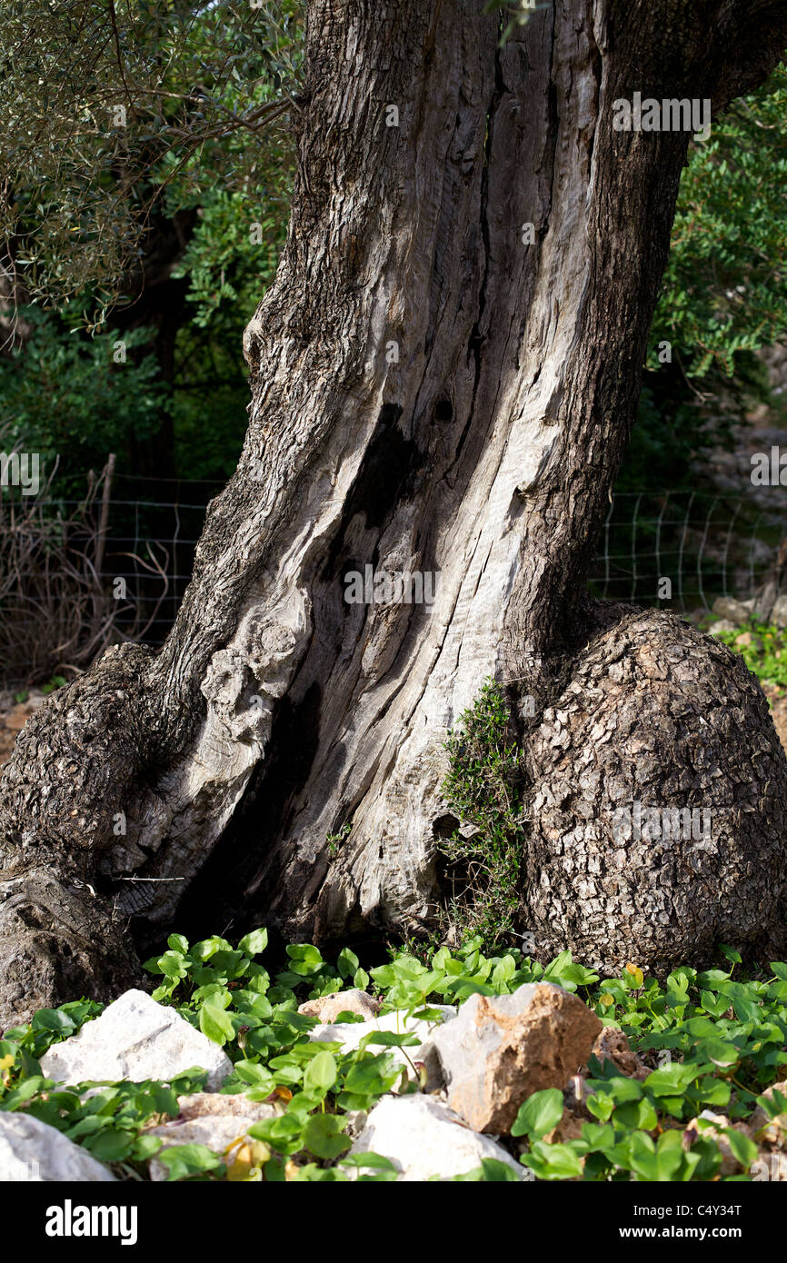 Olive tree trunk hi-res stock photography and images - Alamy