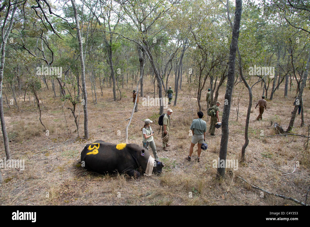 Veterinarians Vets African Vets operating operation wild animal ...