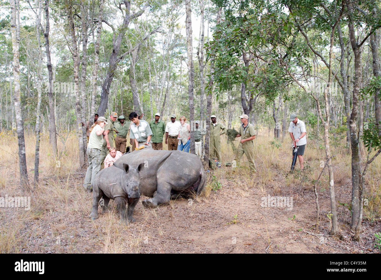 Veterinarians Vets African Vets operating operation wild animal ...