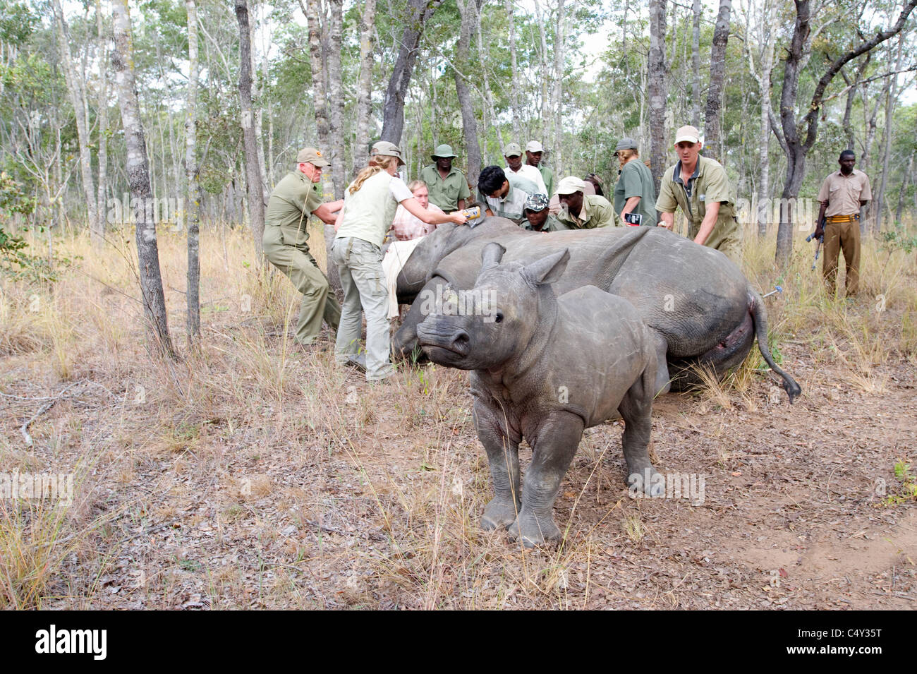 Veterinarians Vets African Vets operating operation wild animal ...