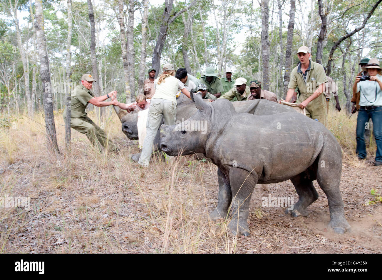 Veterinarians Vets African Vets operating operation wild animal ...
