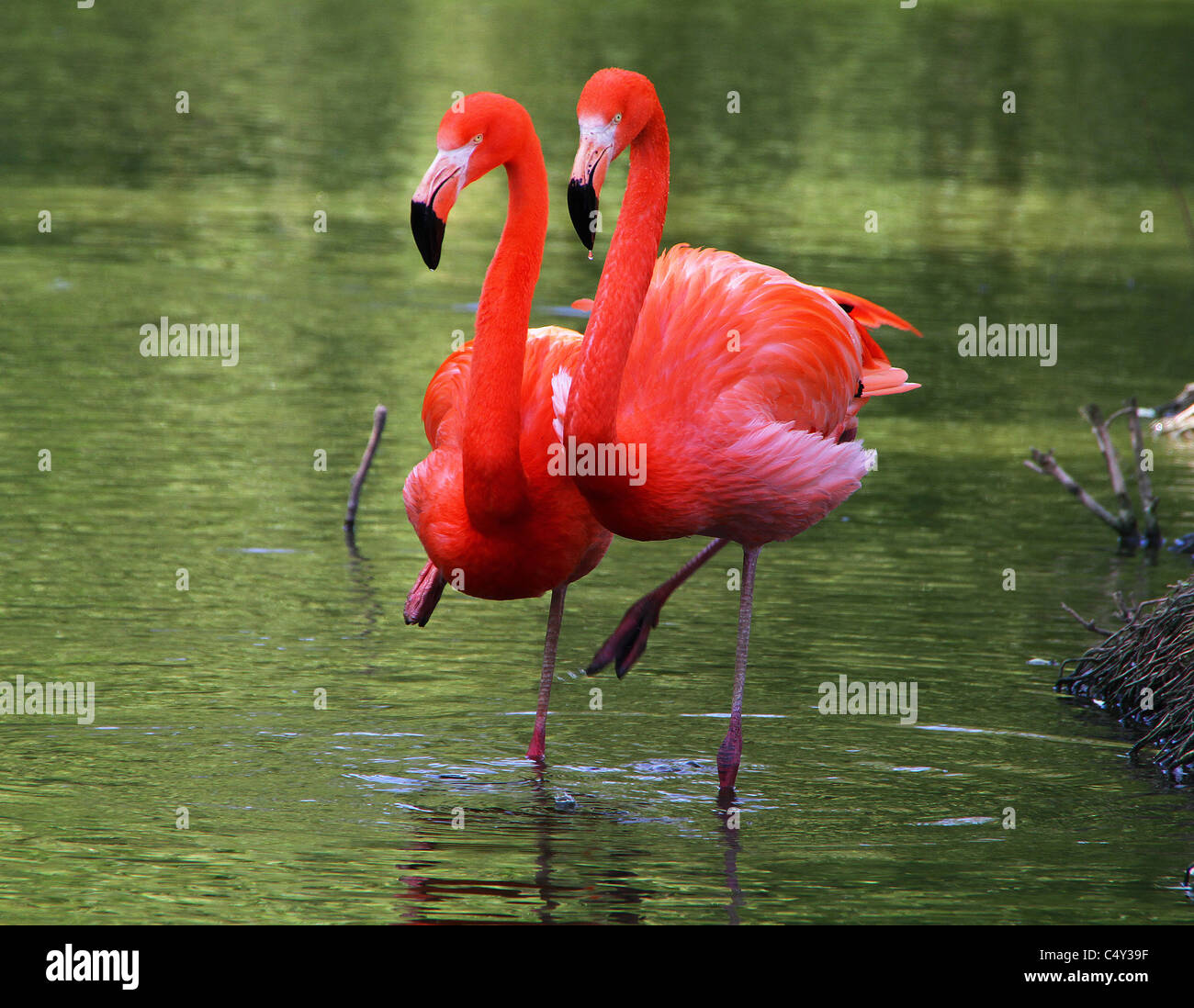 Pair of Flamingoes Stock Photo - Alamy