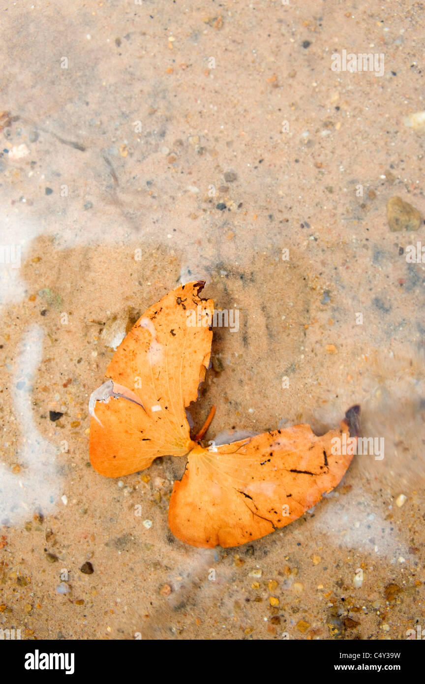 Mopane leaves hi-res stock photography and images - Alamy