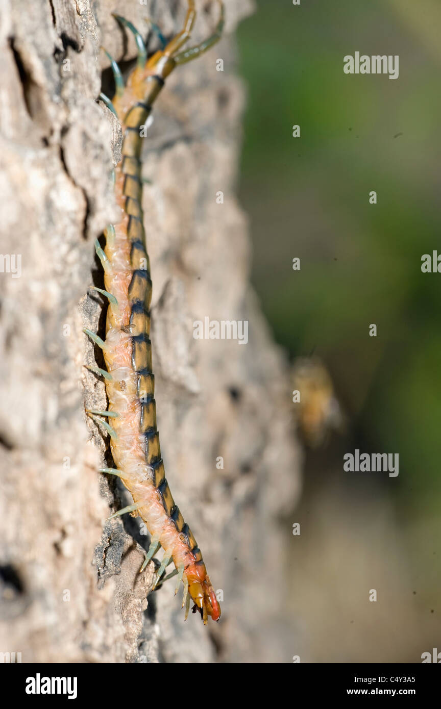 African Red Feathertail Centipede Stock Photo - Alamy