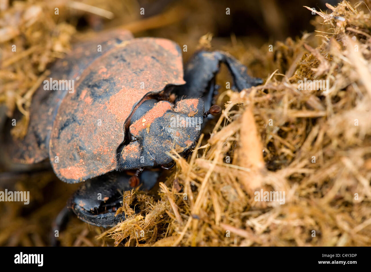 Phanaeus hi-res stock photography and images - Alamy