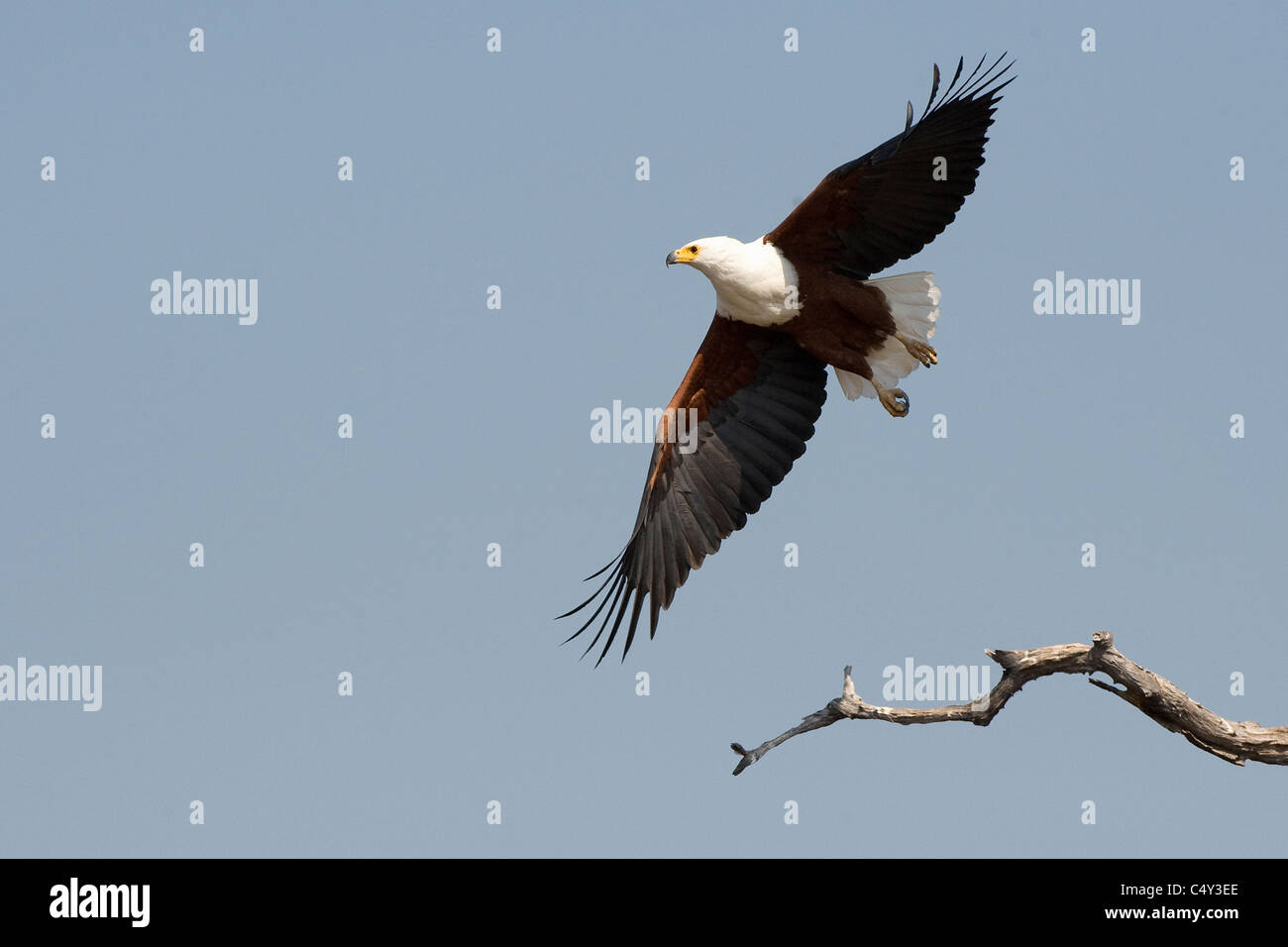 African Fish Eagle flying Stock Photo - Alamy