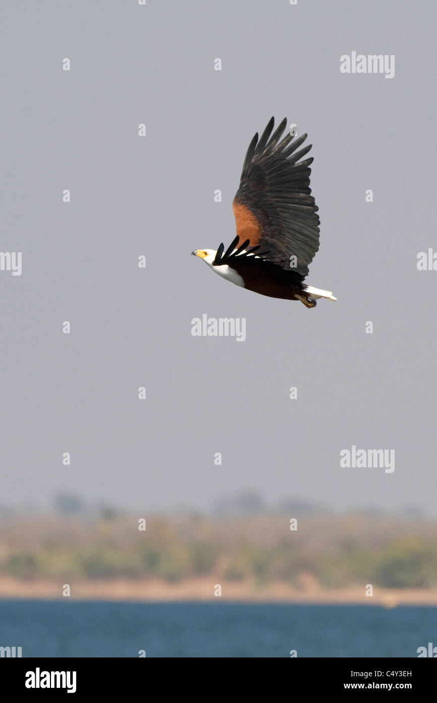 African Fish Eagle flying Stock Photo - Alamy