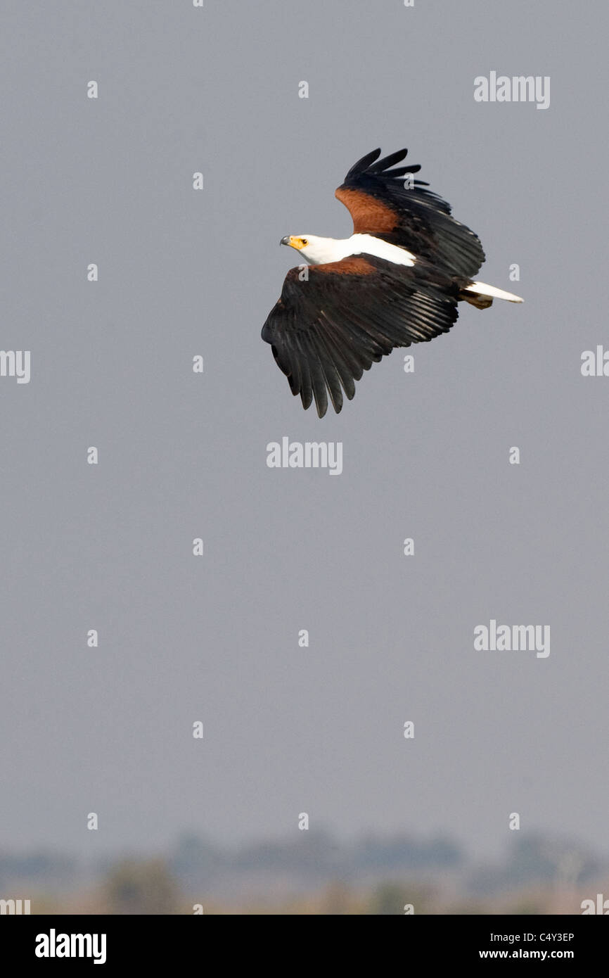 African Fish Eagle flying Stock Photo - Alamy
