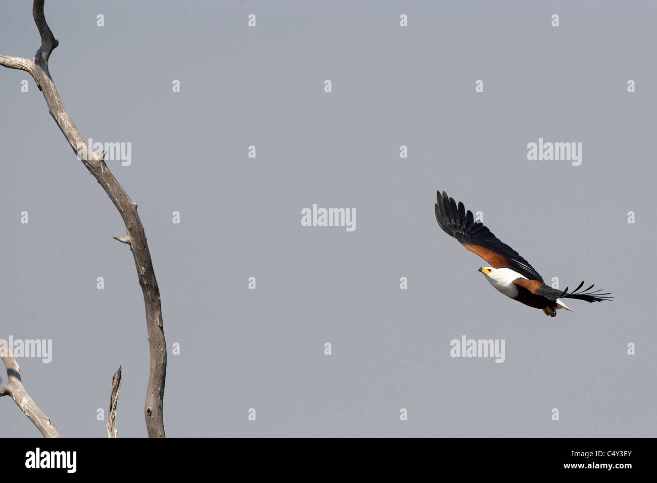 African Fish Eagle flying Stock Photo - Alamy