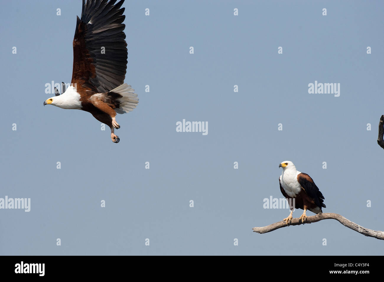 African Fish Eagle flying Stock Photo - Alamy