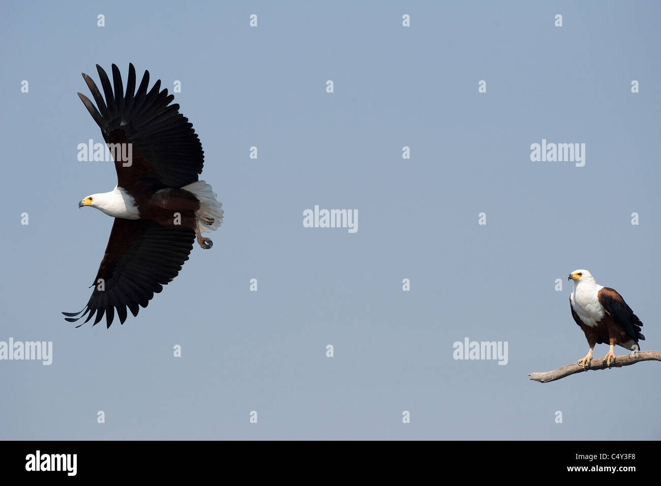 African Fish Eagle flying Stock Photo - Alamy