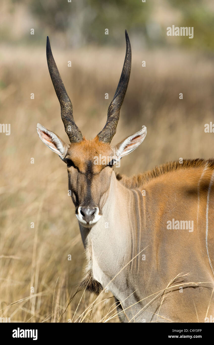 Man eland hi-res stock photography and images - Alamy
