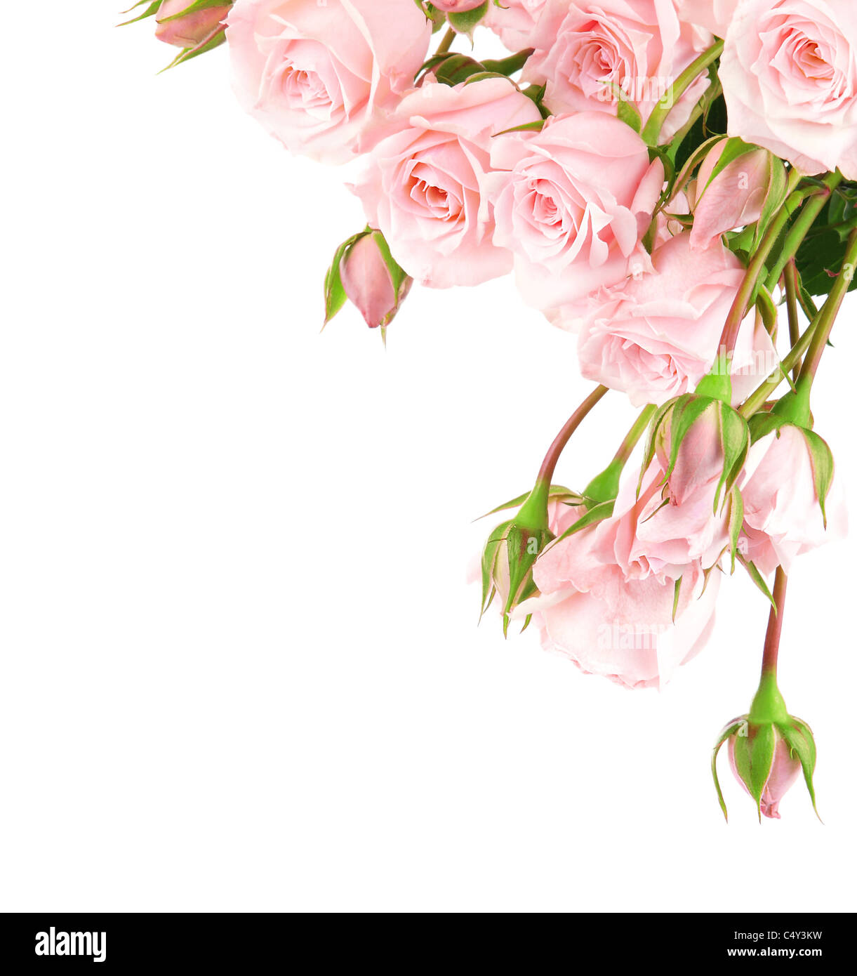 Fresh pink roses border isolated on white background Stock Photo - Alamy