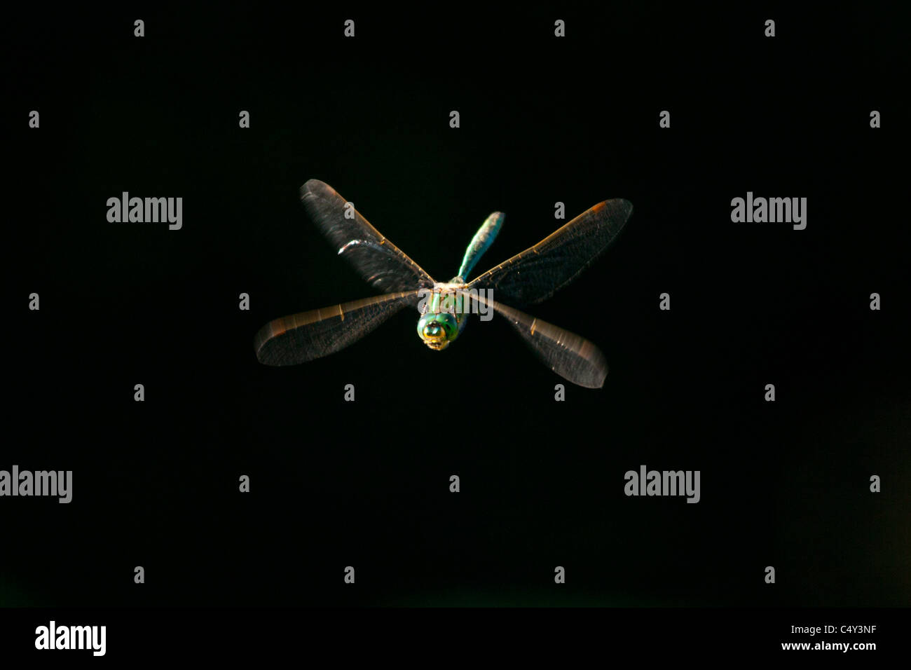dragonfly in flight Stock Photo - Alamy