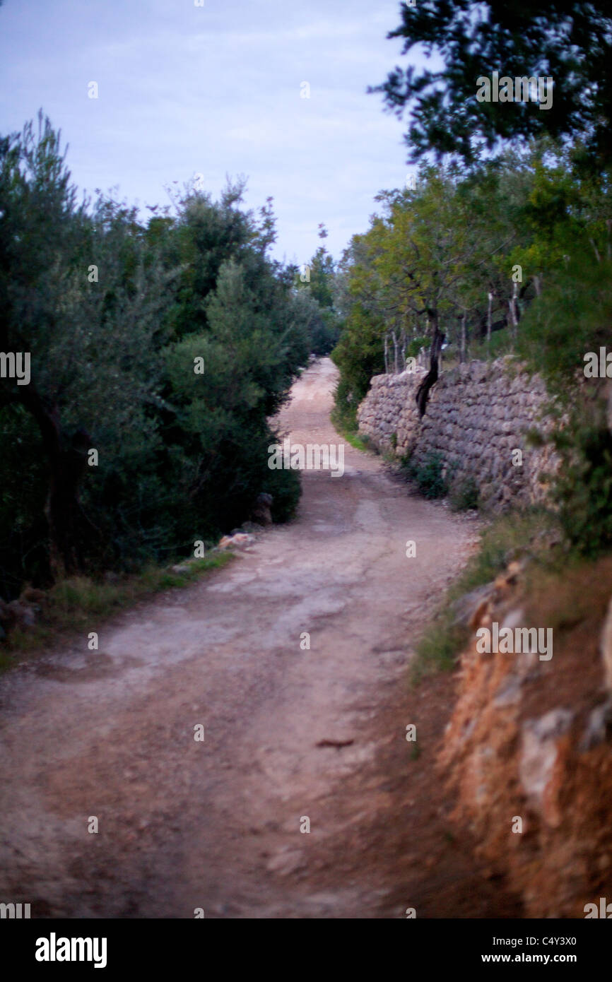 Dirt track next to olive grove, Soller, Majorca, Spain, Iberia, Island ...
