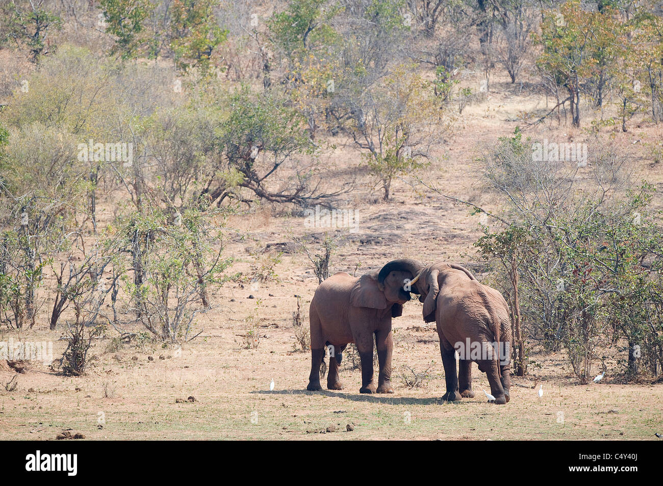Rhino Safari Camp Stock Photo - Alamy