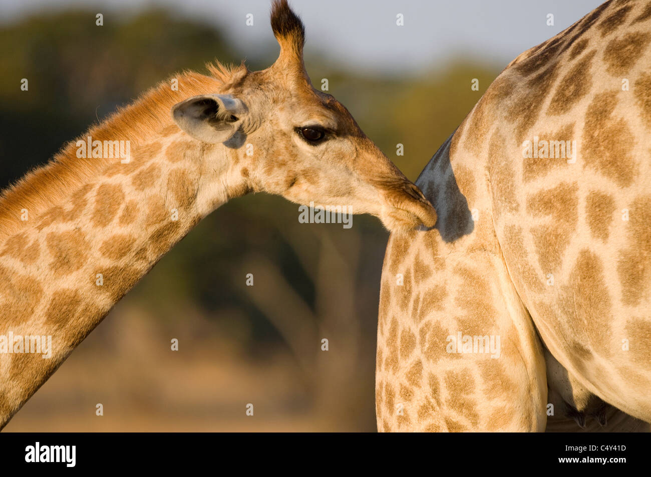 Giraffe Giraffa cameleopardalis in Zimbabwe's Imire Game Park near ...