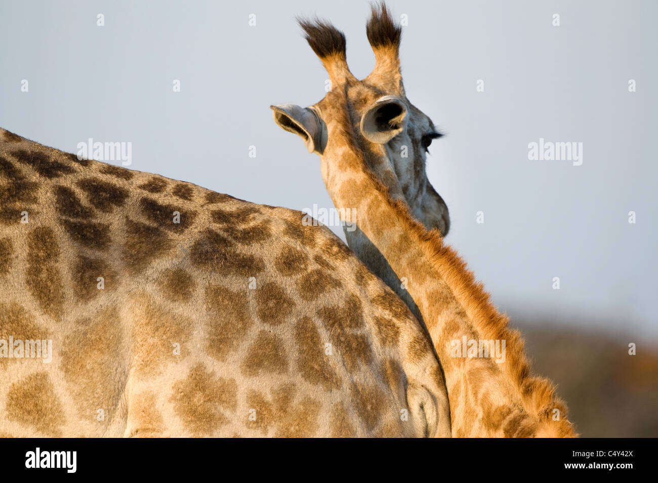 Zimbabwe harare animal hi-res stock photography and images - Alamy