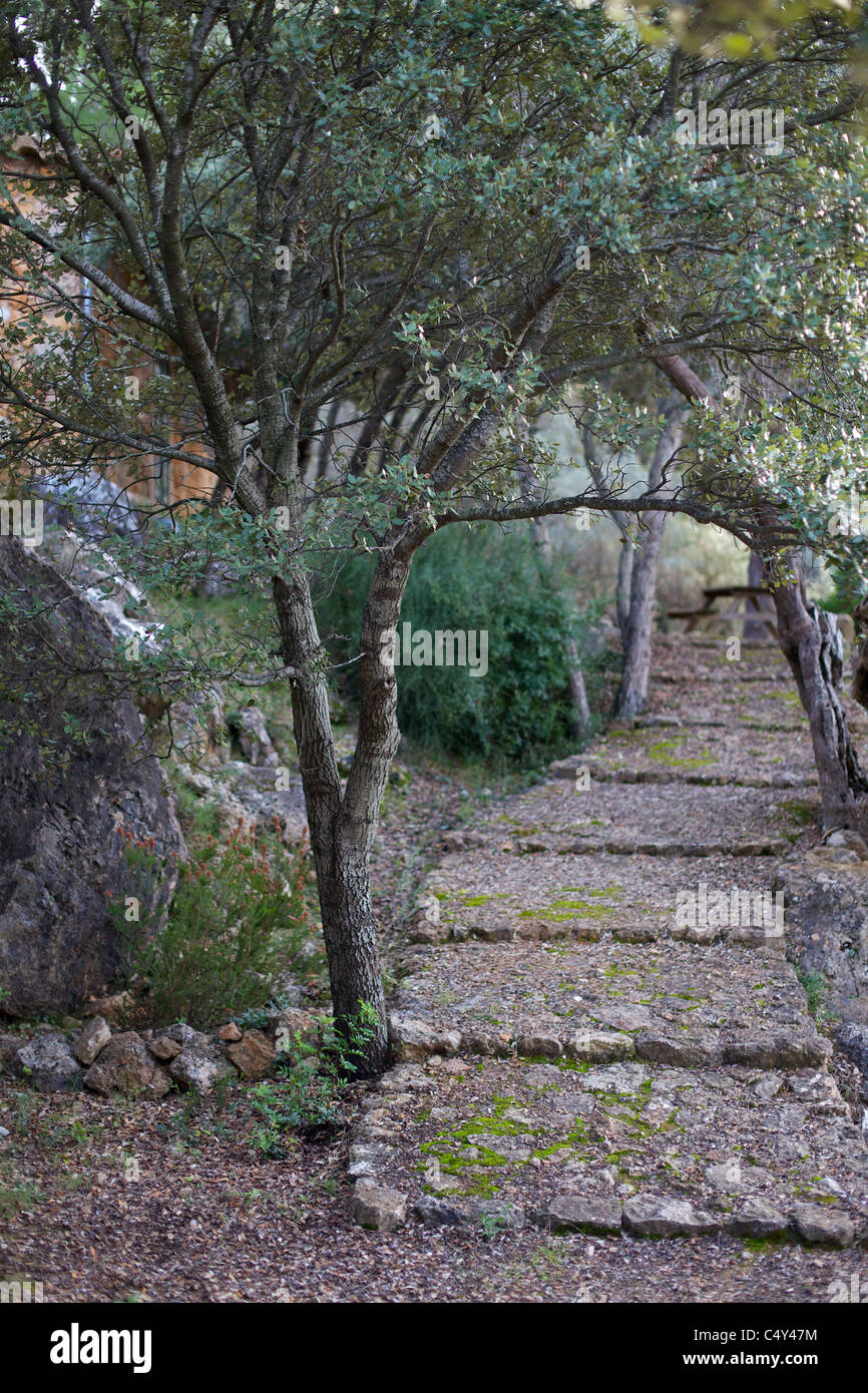 Tree lined pathway hi-res stock photography and images - Alamy