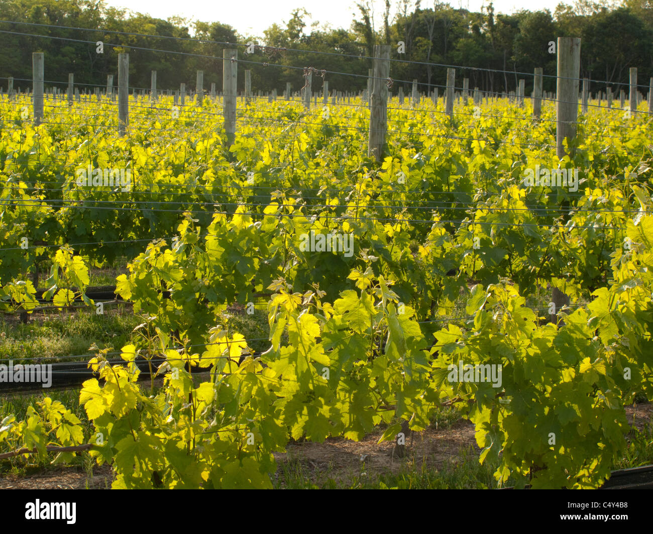 Vineyard north shore of Long Island Stock Photo - Alamy