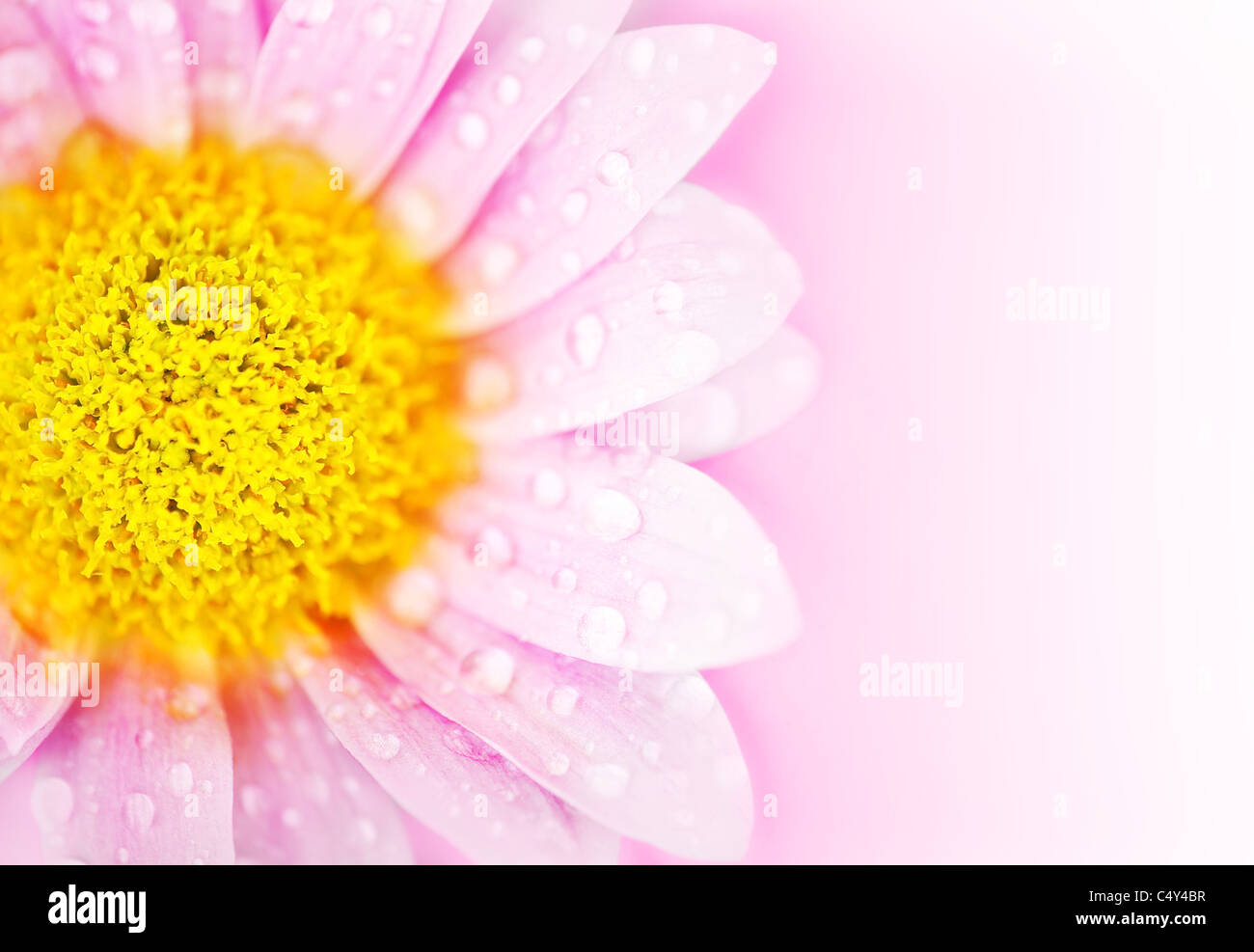 Pink floral abstract background with wet daisy flower border Stock ...