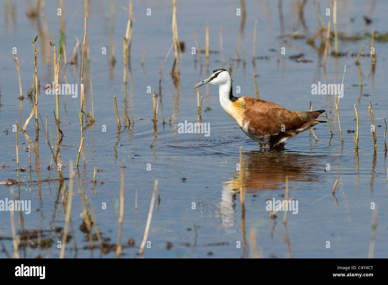 Polyandrous mating system hi-res stock photography and images - Alamy