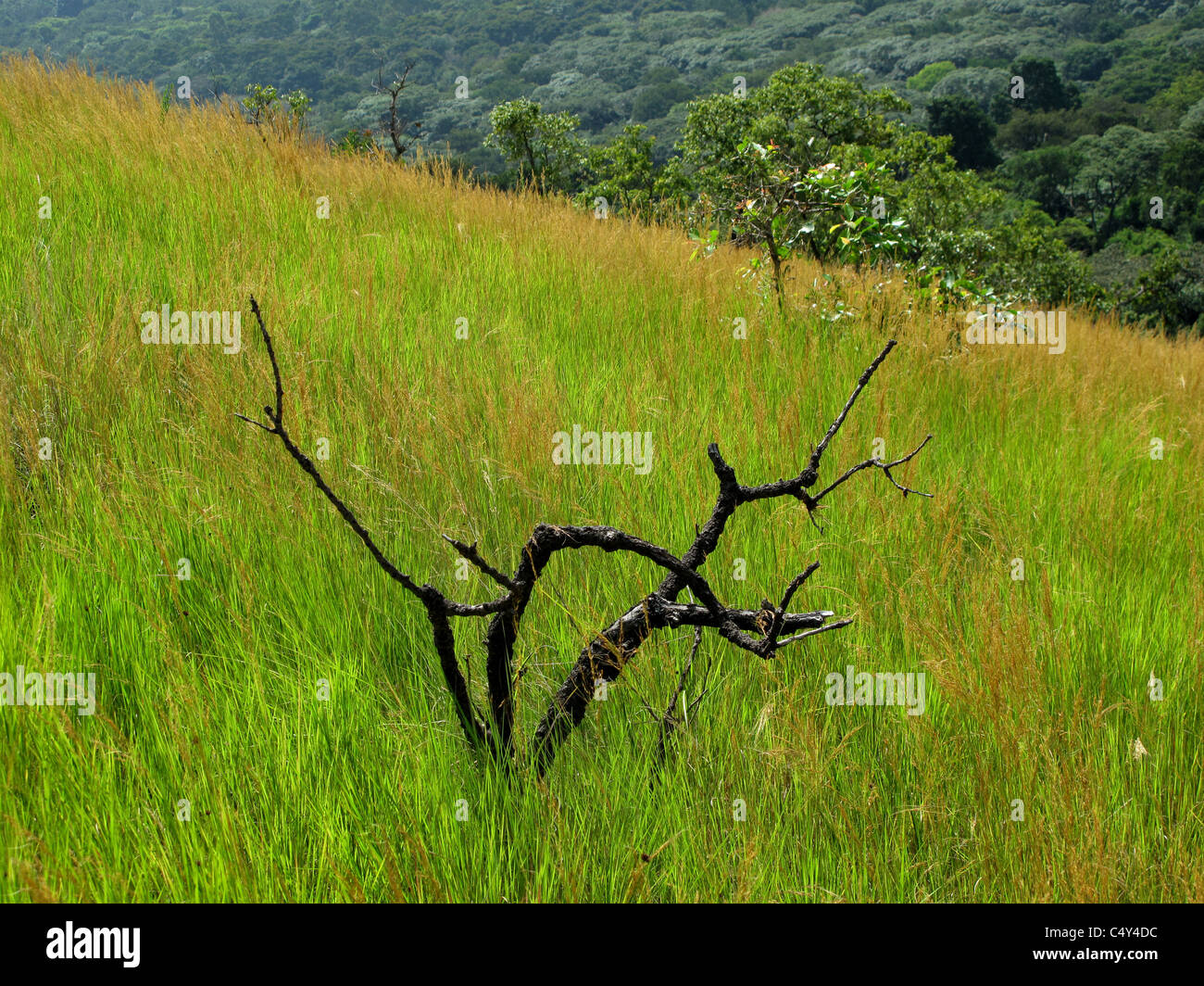 Souf hi-res stock photography and images - Alamy