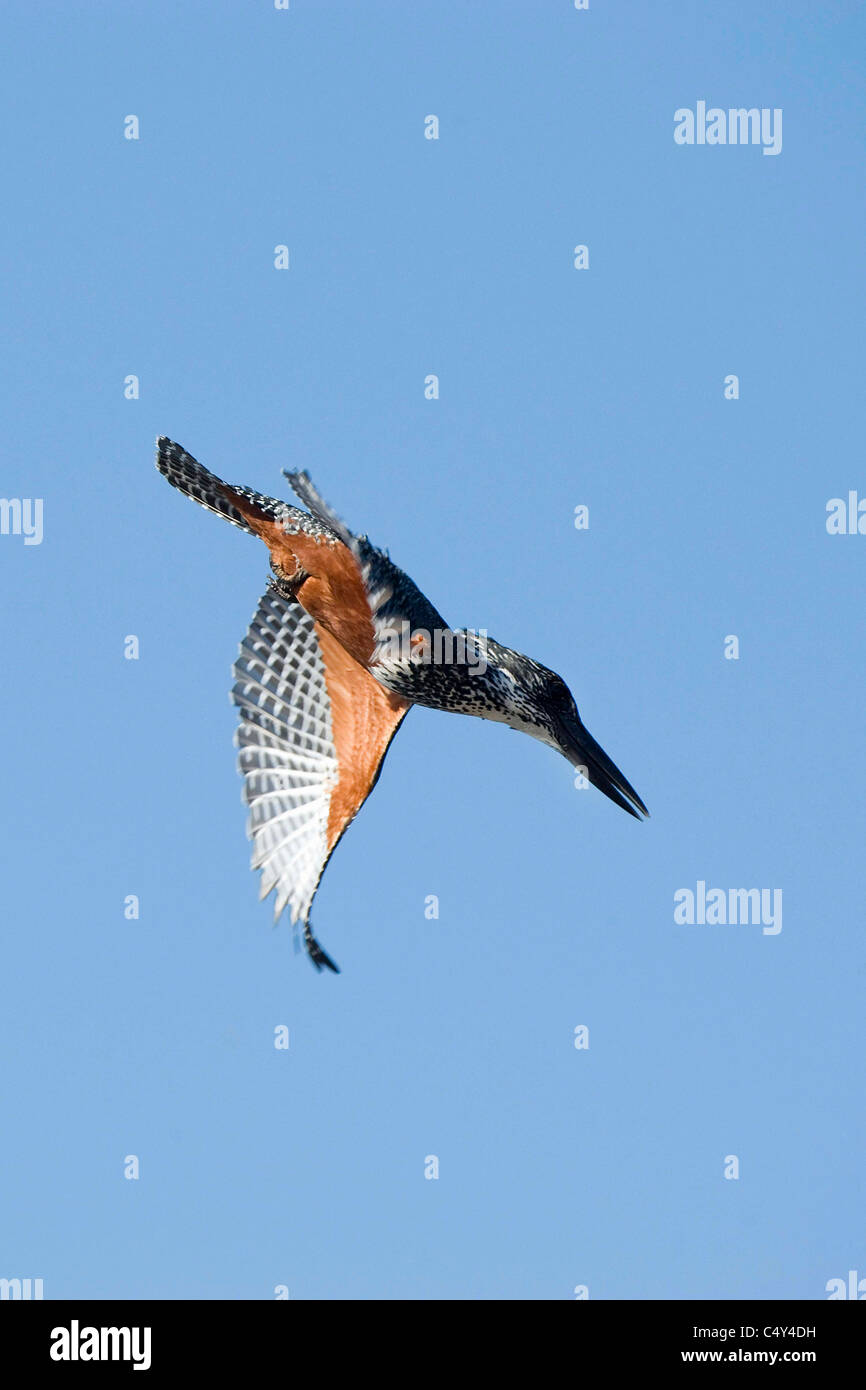 A giant Kingfisher Stock Photo - Alamy