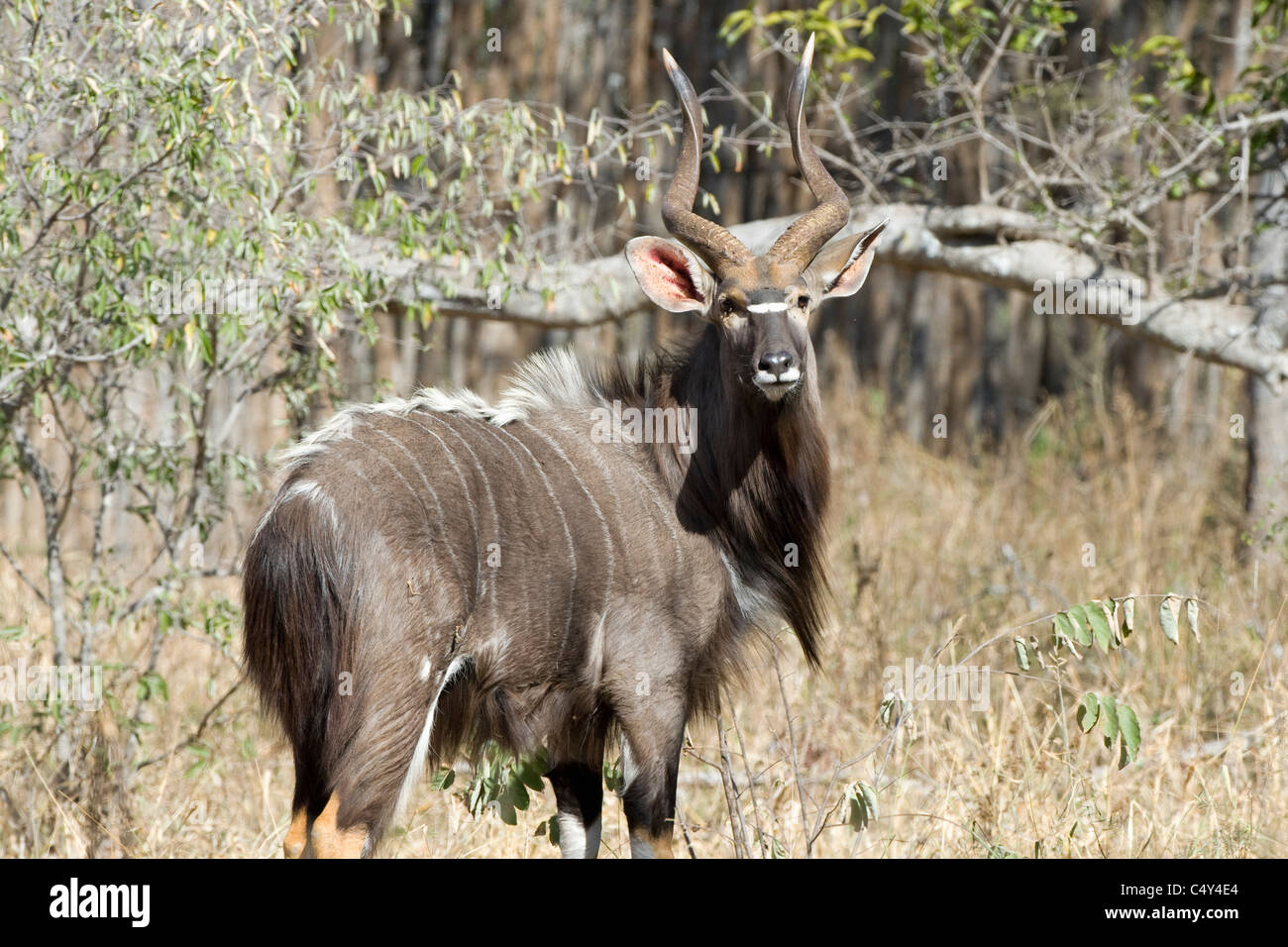 Nyala Coat High Resolution Stock Photography and Images - Alamy