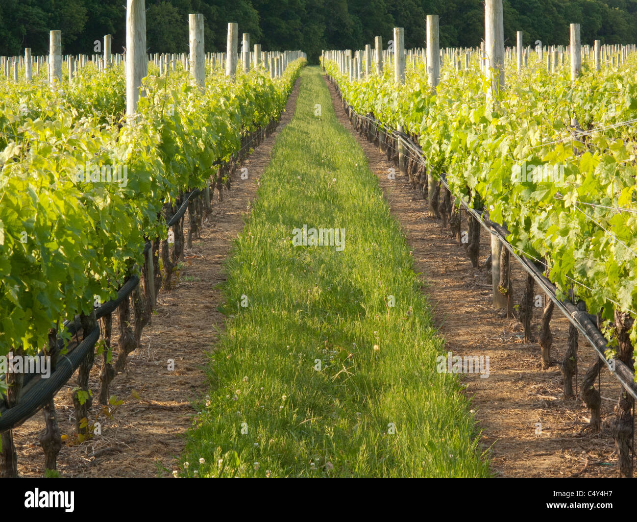 Vineyard north shore of Long Island Stock Photo - Alamy