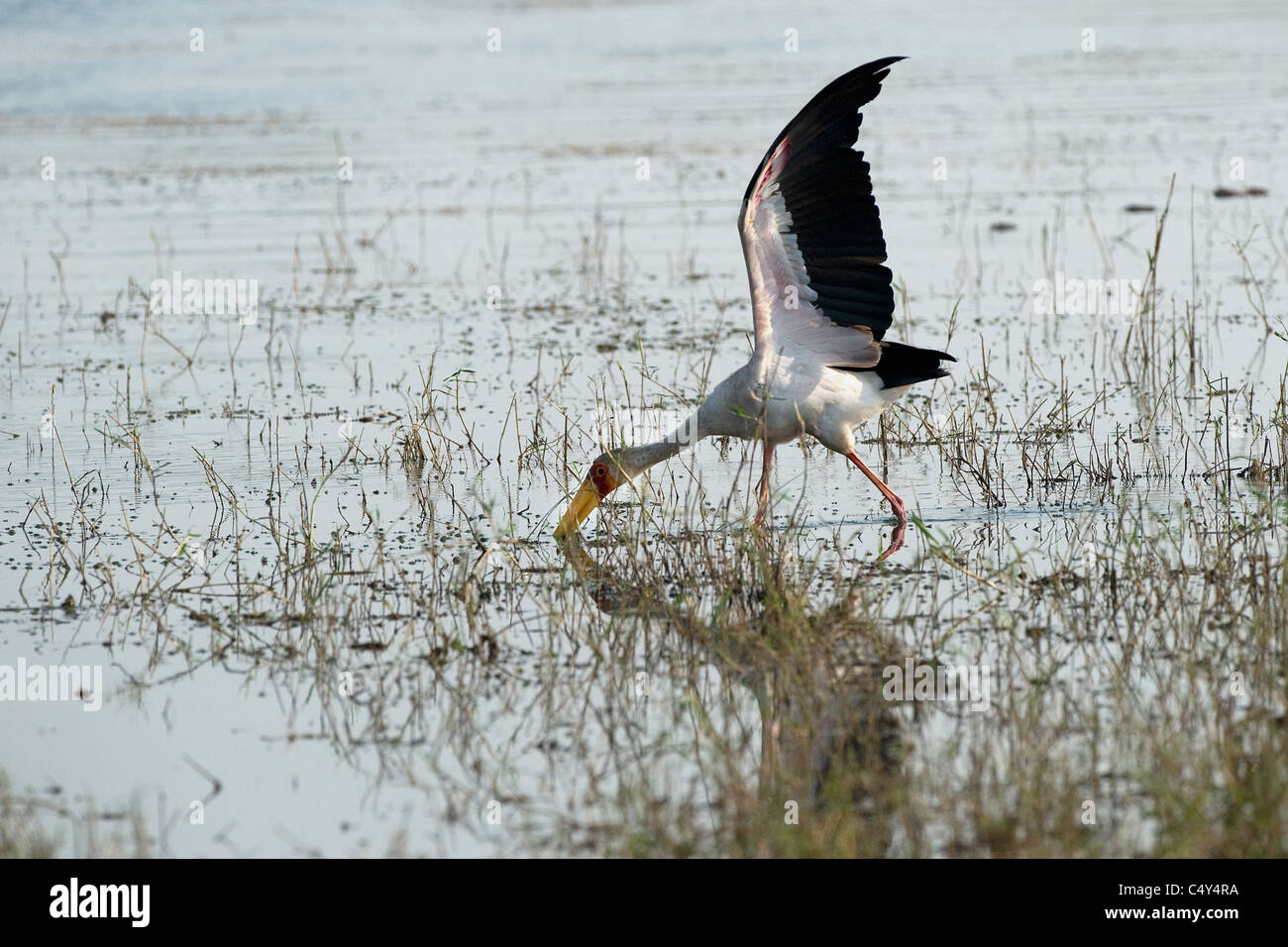 Yellow Billed Stork Stock Photo - Alamy