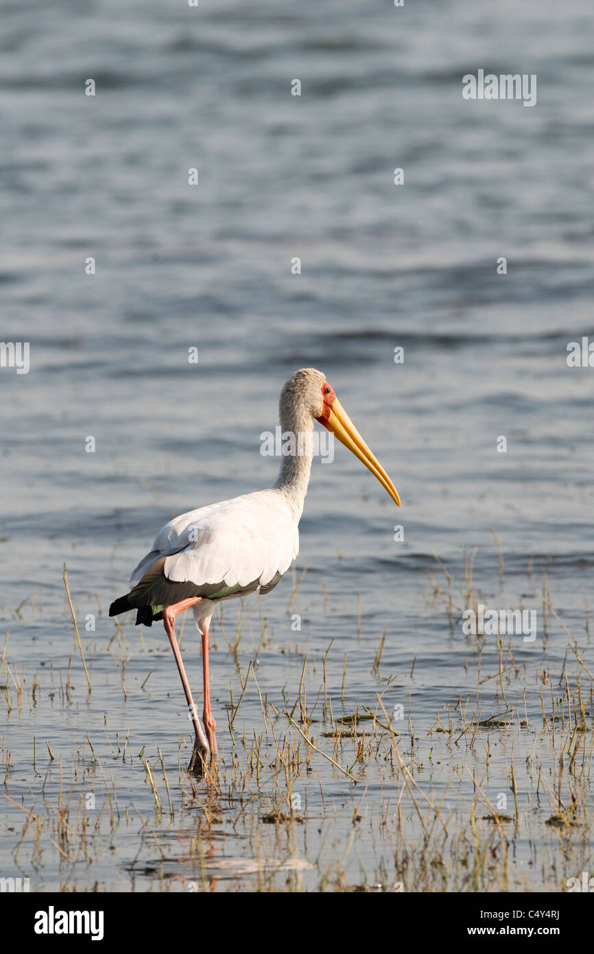 Yellow Billed Stork Stock Photo - Alamy