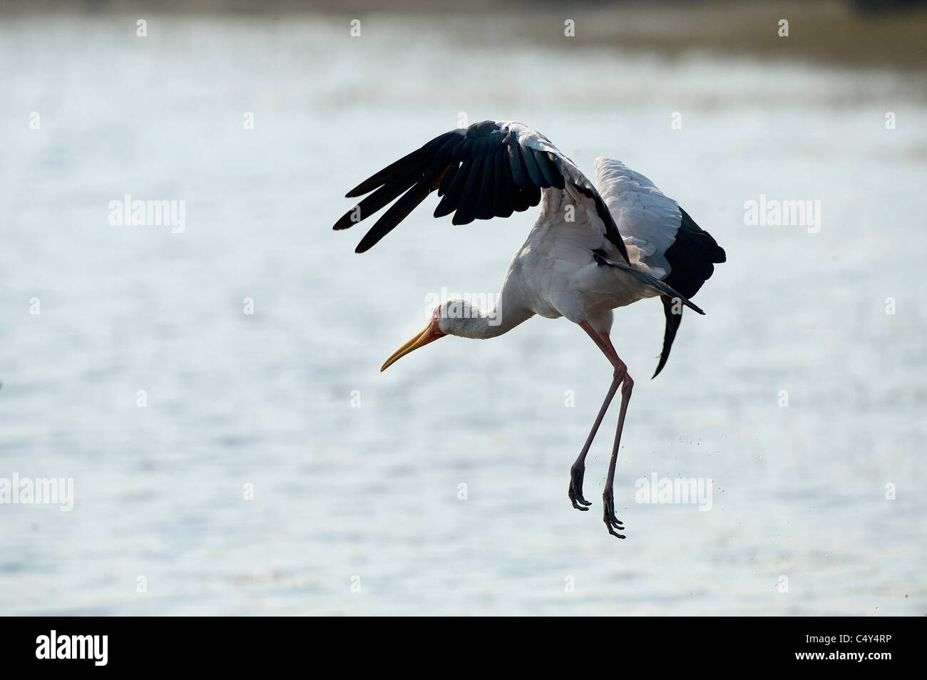 Yellow Billed Stork Stock Photo - Alamy