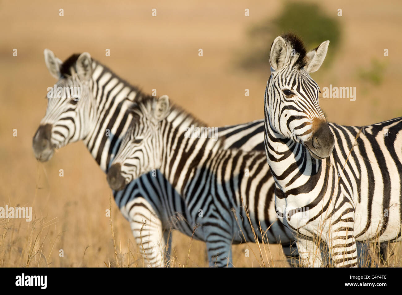 Zebra Equus burchelli African mammal African ungulate non ruminate ...