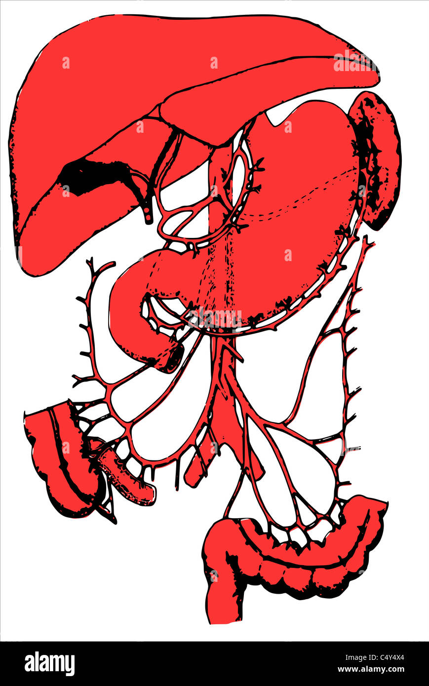 Abdominal organs hi-res stock photography and images - Alamy