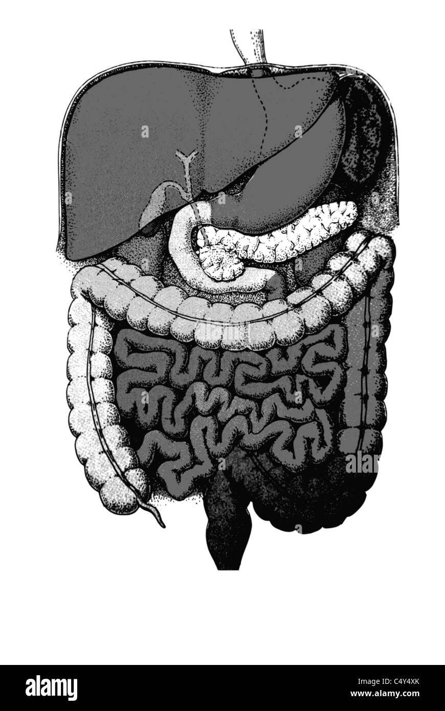 Digestive tract hi-res stock photography and images - Alamy