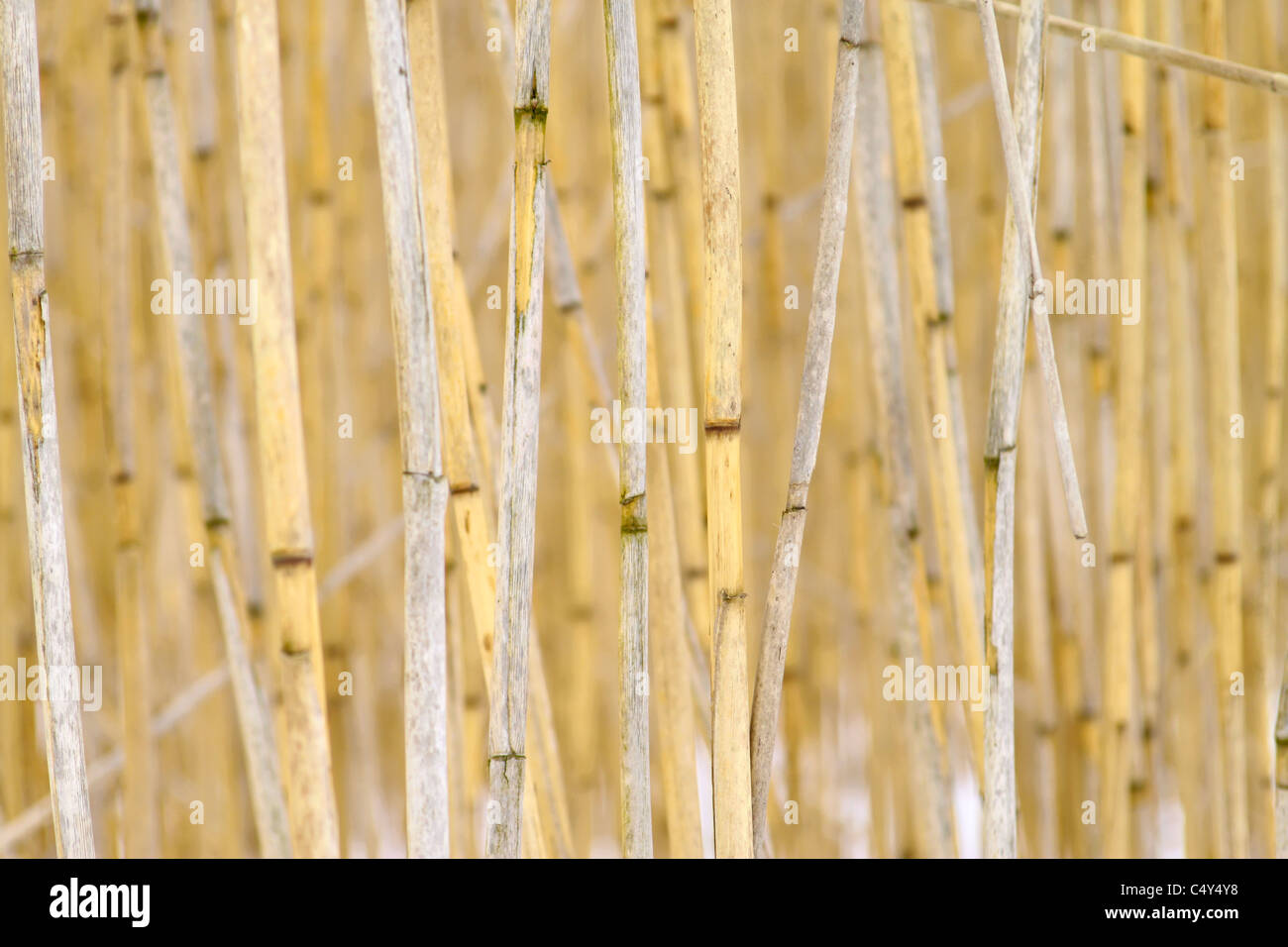 Bundle of reeds hi-res stock photography and images - Alamy