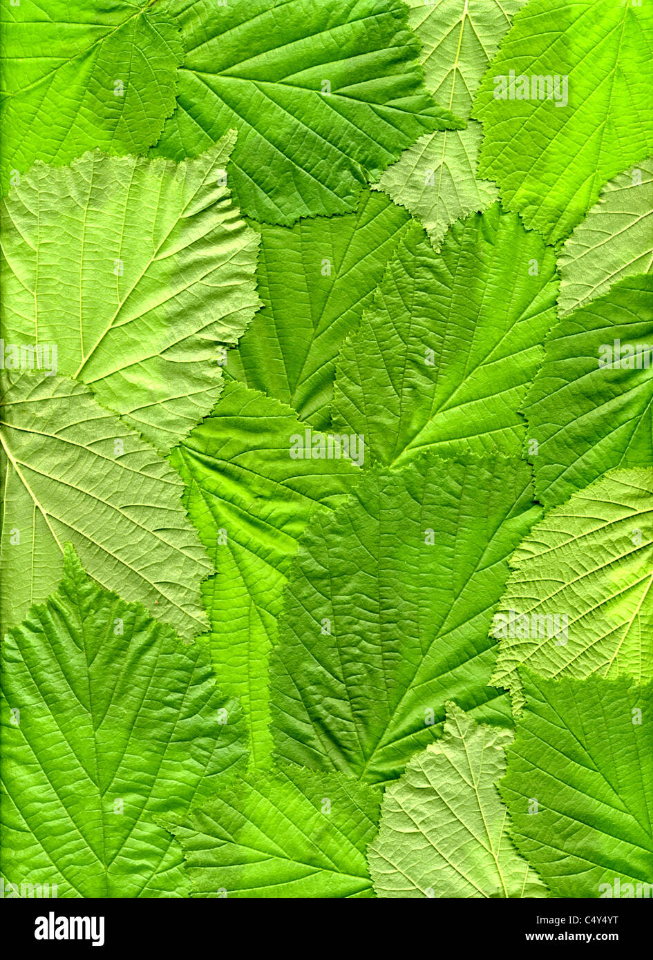 Lively green leaves hi-res stock photography and images - Alamy