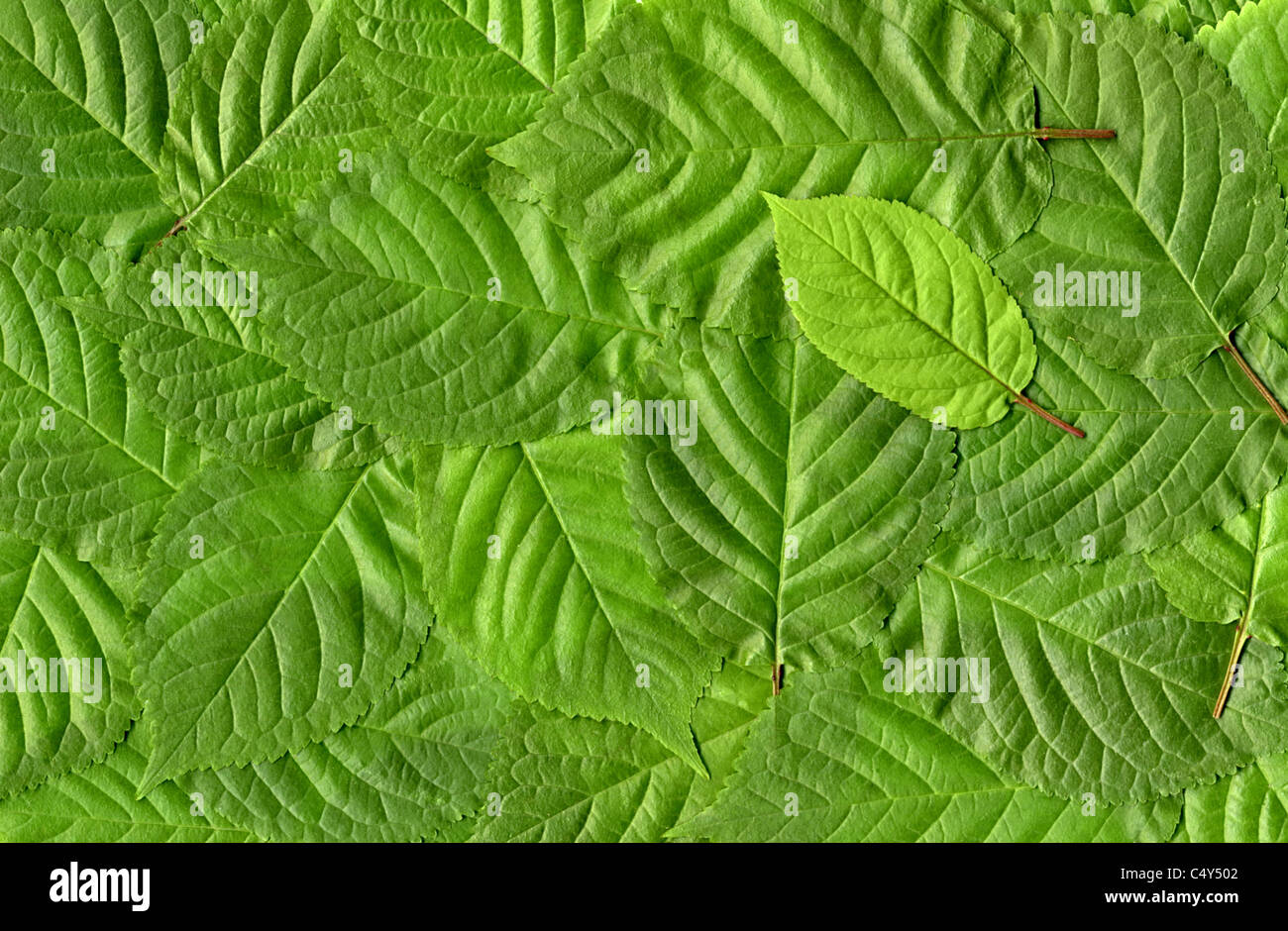 Green leaves line hi-res stock photography and images - Alamy