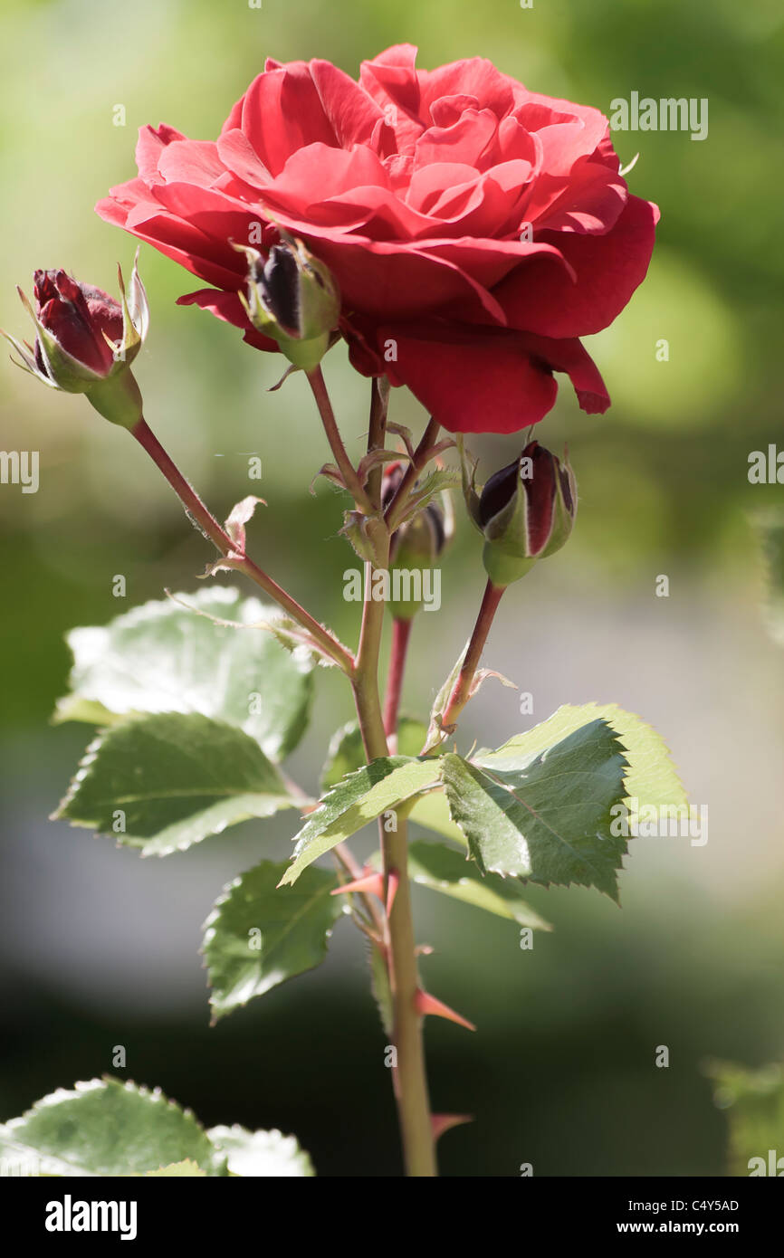 Beautiful red rose on green nature background Stock Photo - Alamy
